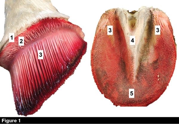 Horse’s Hoof is Crucial for Locomotion and Performance