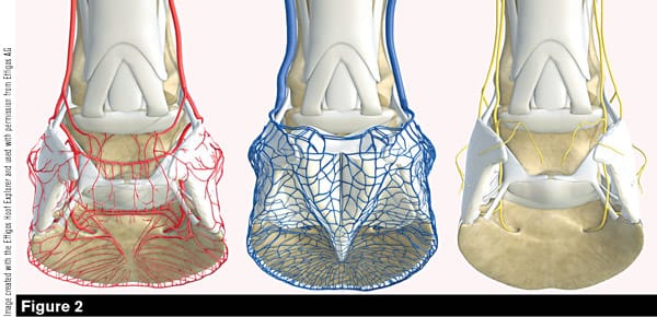 Look Into Horse Hoof Anatomy See The Layers Of The Hoof