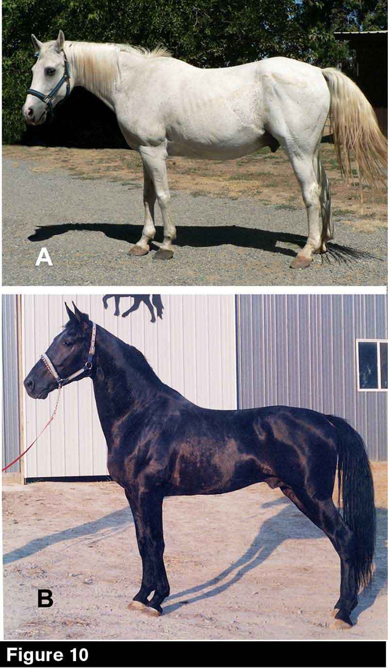 Hock Provides the Horse Thrust Under Immense Strain