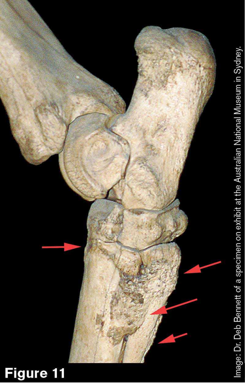 Hock Provides the Horse Thrust Under Immense Strain