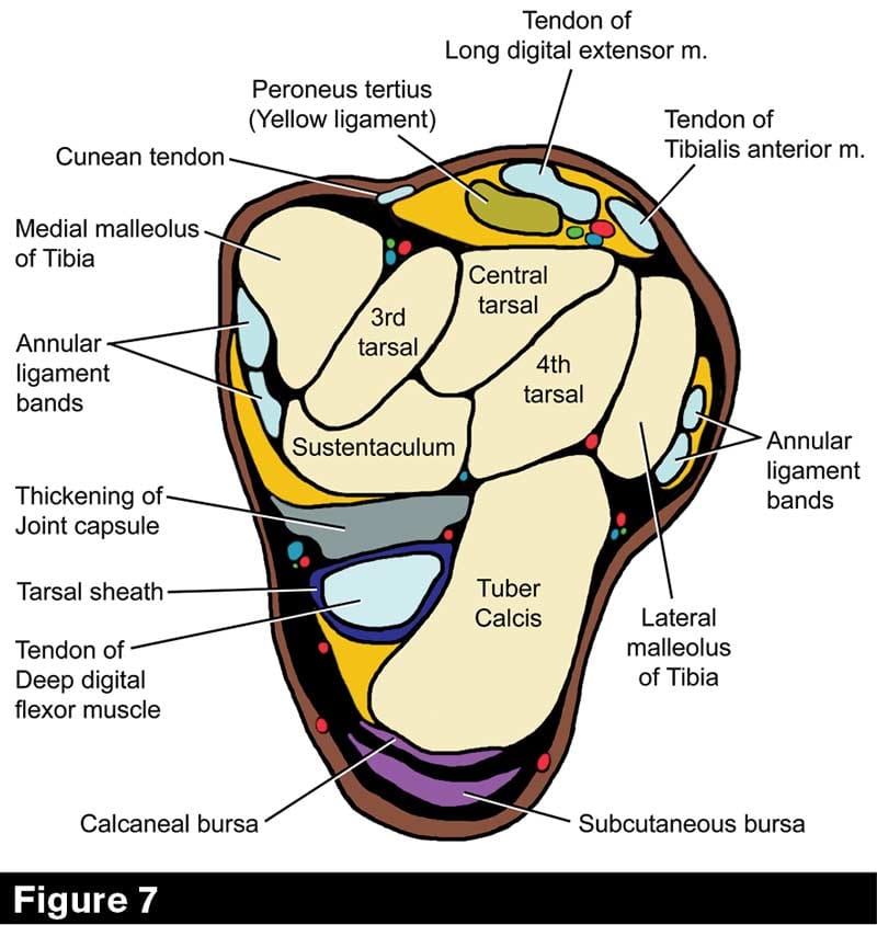 Hock Provides the Horse Thrust Under Immense Strain