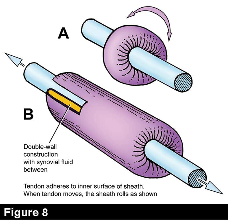 Hock Provides the Horse Thrust Under Immense Strain