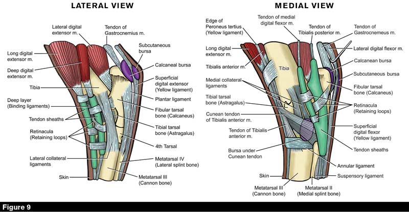 Hock Provides the Horse Thrust Under Immense Strain