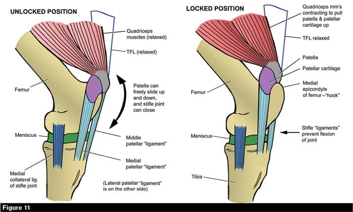 Horse’s Stifle Anatomy Integral for Rest and Snoozing While Standing