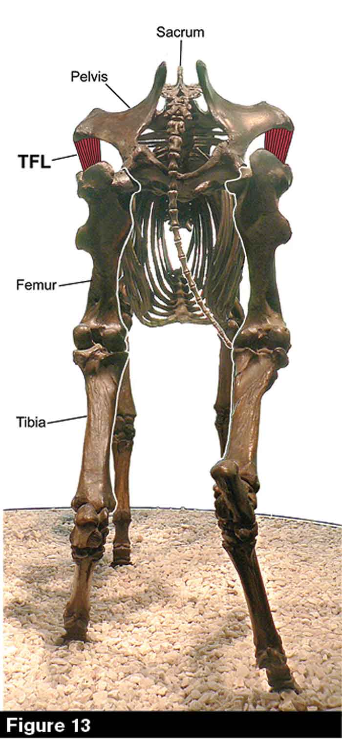 Horse’s Stifle Anatomy Integral for Rest and Snoozing While Standing