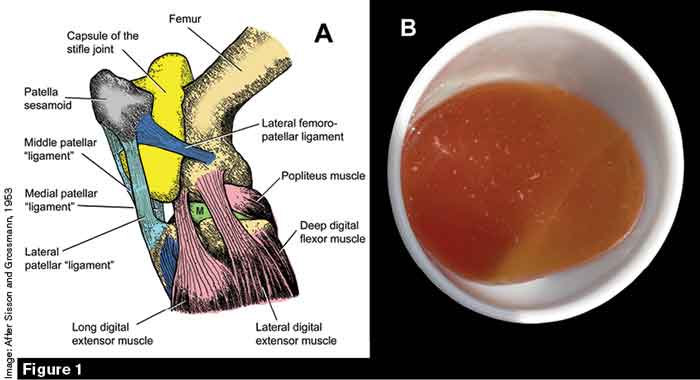 Horse’s Stifle Anatomy Integral for Rest and Snoozing While Standing