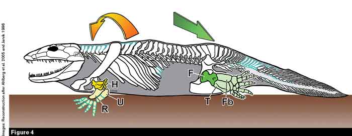 Horse’s Stifle Anatomy Integral for Rest and Snoozing While Standing