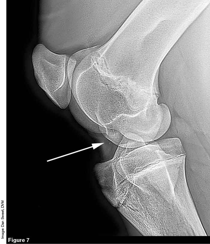 Horse’s Stifle Anatomy Integral for Rest and Snoozing While Standing