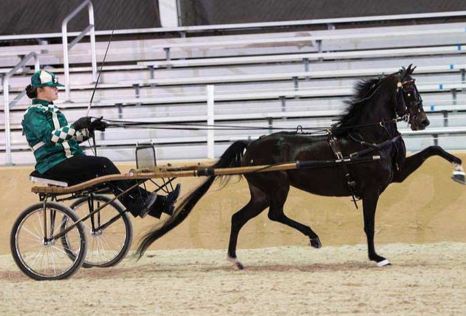 How to Prepare for a Successful Career Shoeing Gaited Show Horses