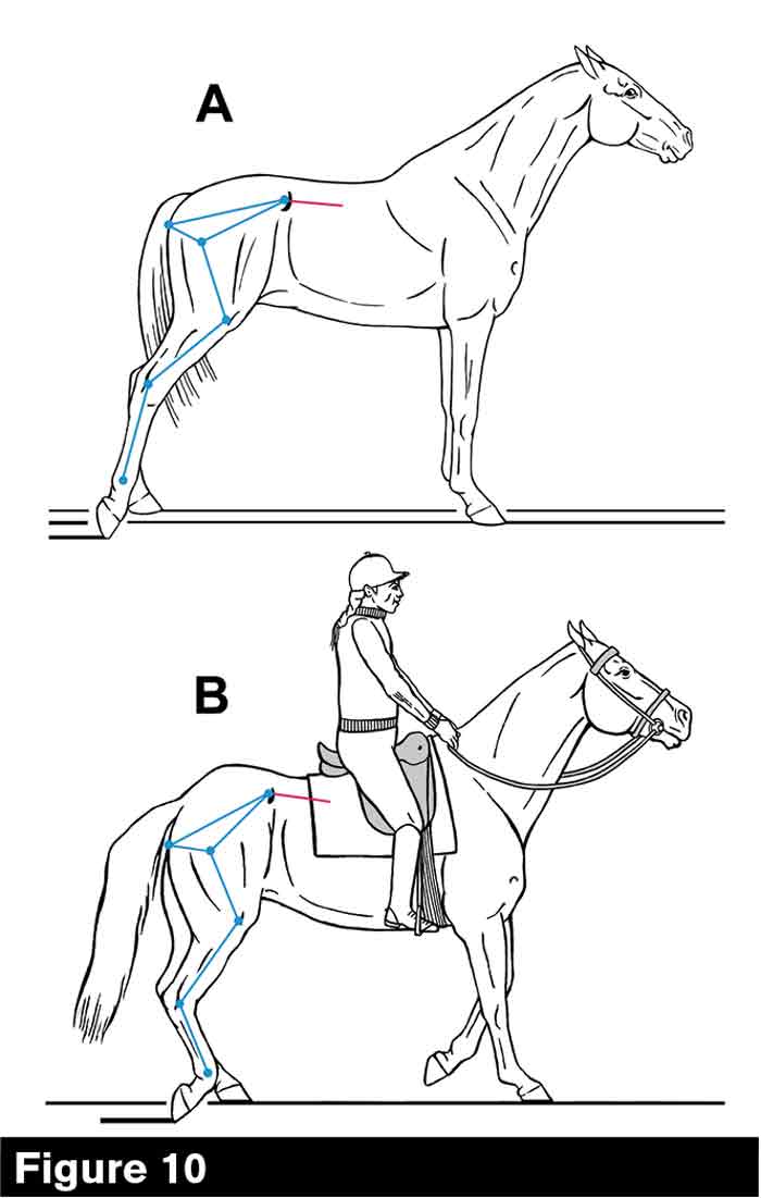 The Critical Importance of the Horse’s Stifle and Hock in Movement