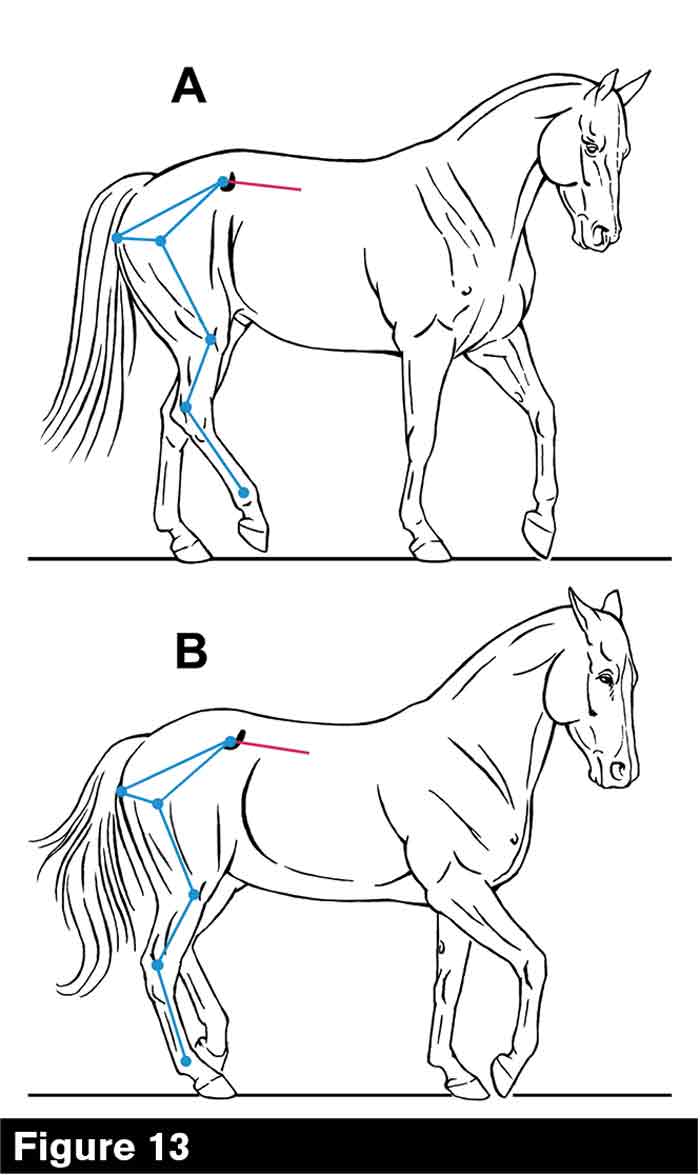 The Critical Importance of the Horse’s Stifle and Hock in Movement