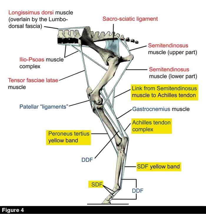 Horse Anatomy Stifle