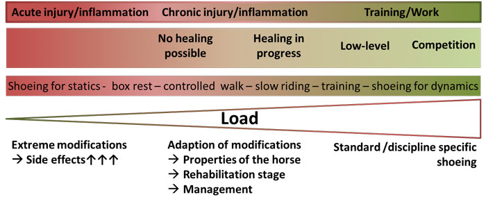 Toe Angulation and Extensions Can Relieve Suspensory and Flexor Tendon ...