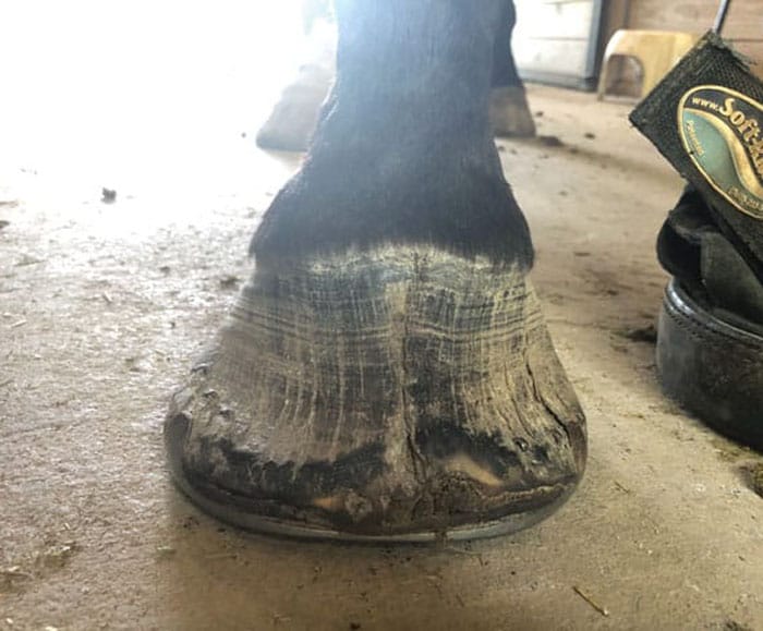 How to Identify and Rehabilitate Compromised Horses’ Feet
