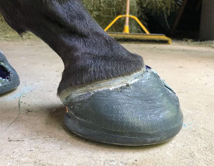 How to Identify and Rehabilitate Compromised Horses’ Feet