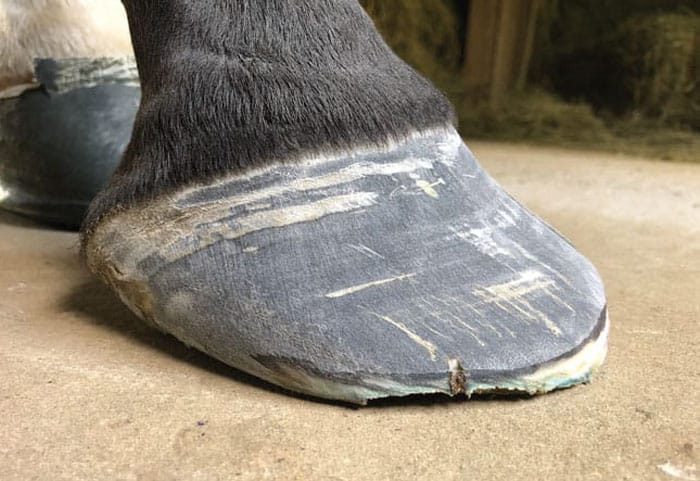 How to Identify and Rehabilitate Compromised Horses’ Feet