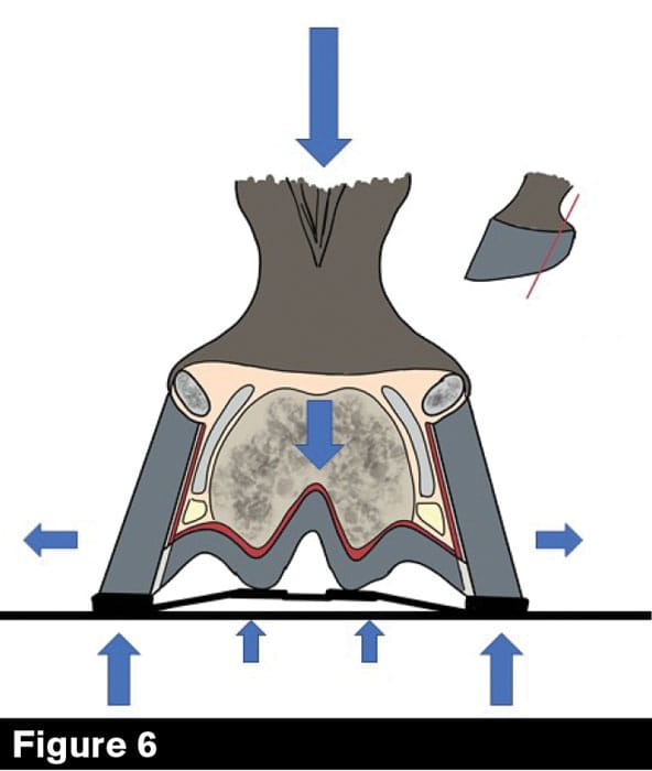Applying the Heart-Bar Horseshoe