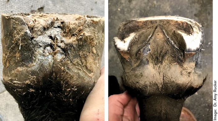 How to Prevent and Treat Thrush in Horse Hooves