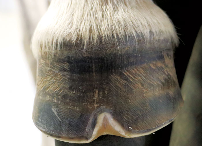 Different Methods for Stabilizing the Hoof-Wall