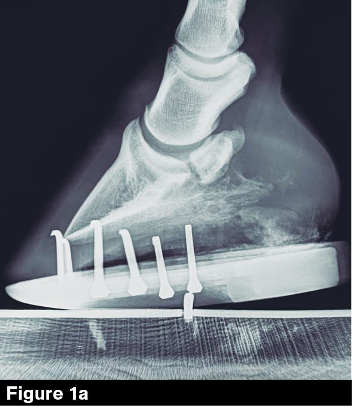 Benefits of the Omni-Directional Horseshoe