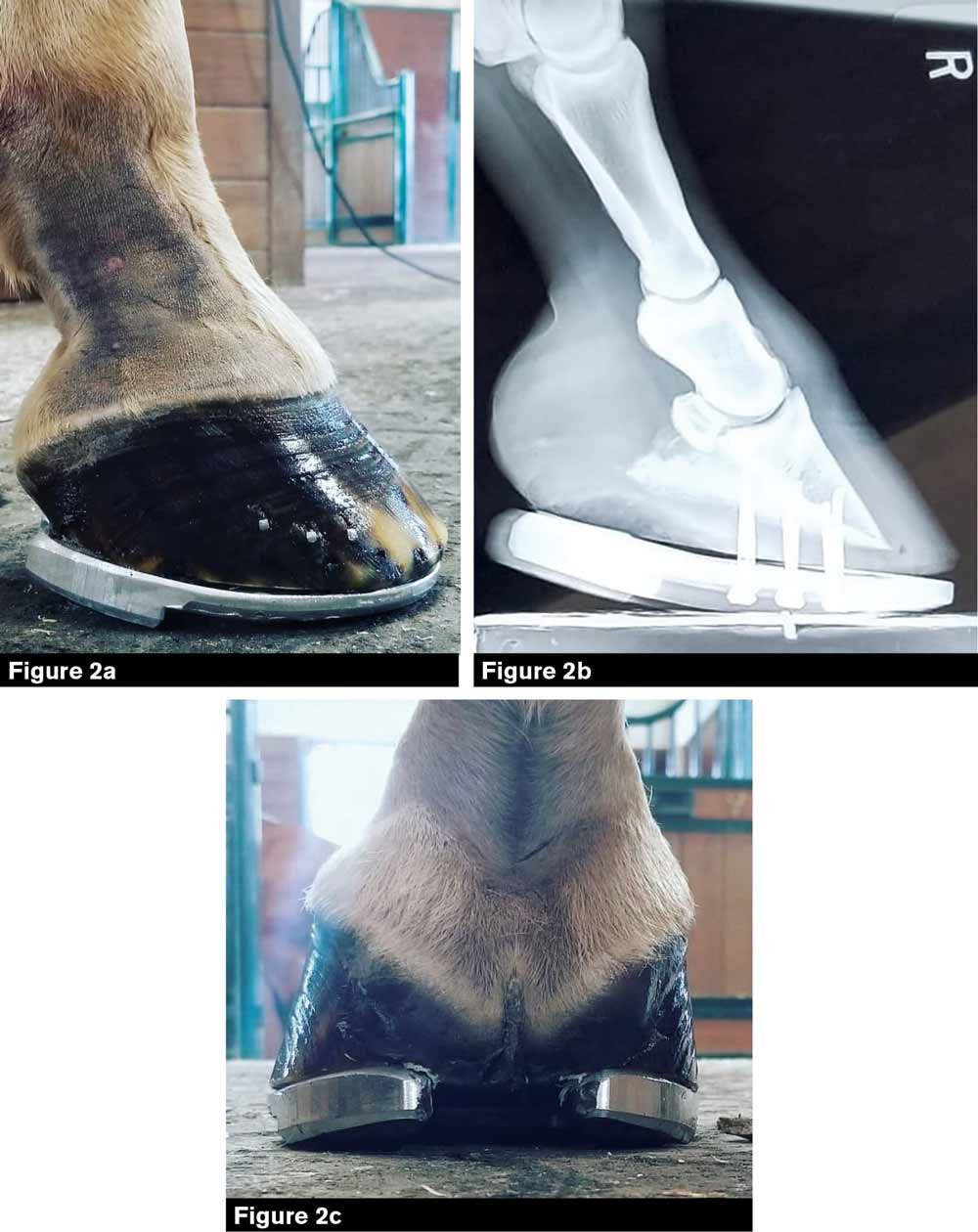 How To Shoe A Navicular Horse