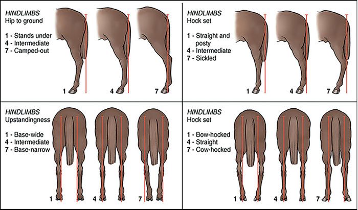5 Basic Concerns When Shoeing “Sport” Horses