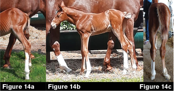 Managing Clubfoot in Foals
