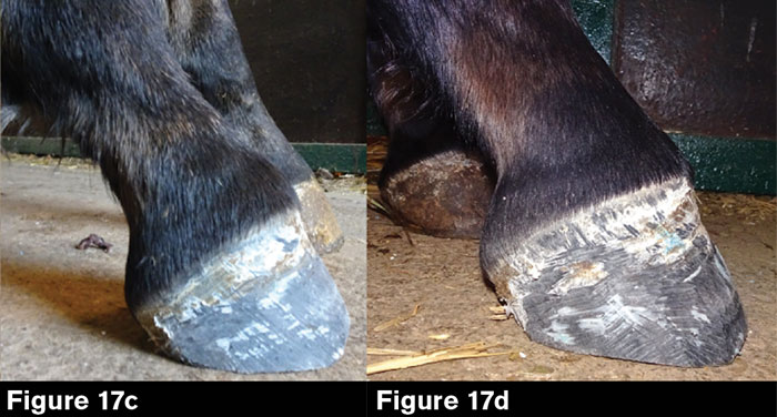 Managing Clubfoot in Foals
