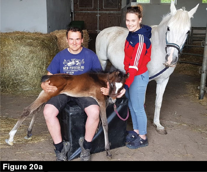 Managing Clubfoot in Foals