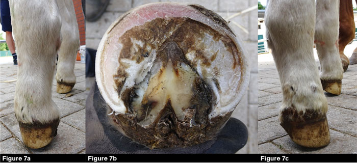 Managing Clubfoot in Foals