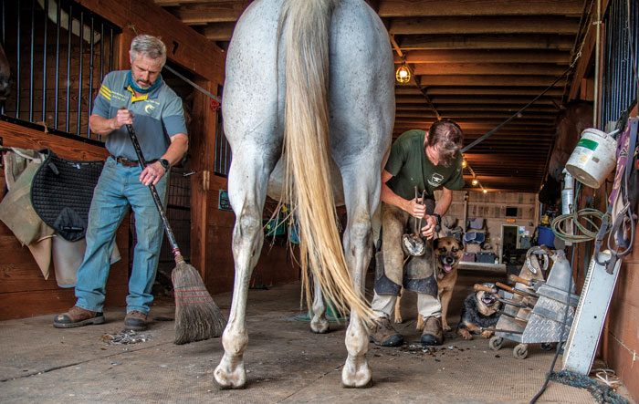 4 Traits That Will Help You as a Farrier Apprentice