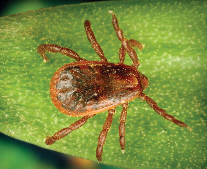 Strategies for Preventing Tick-Borne Diseases