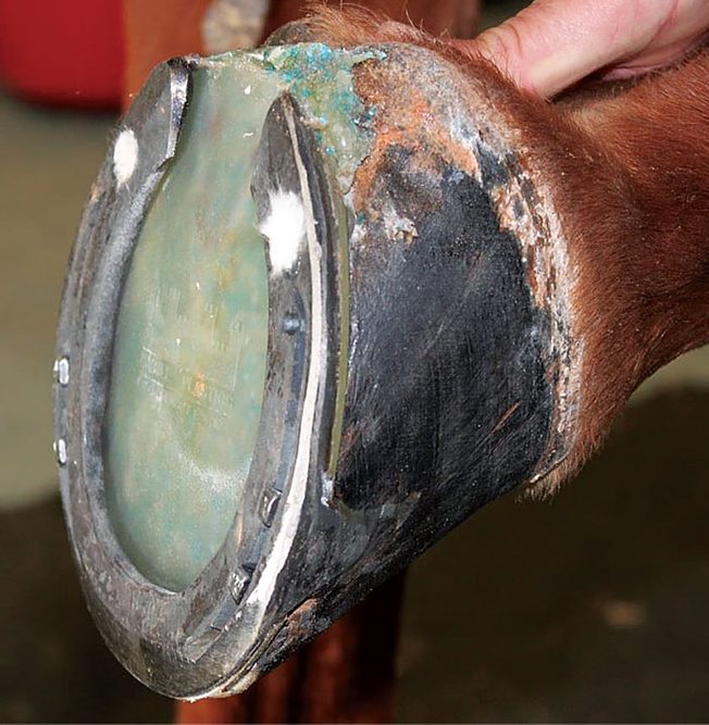 The Pros and Cons of Hoof Pads