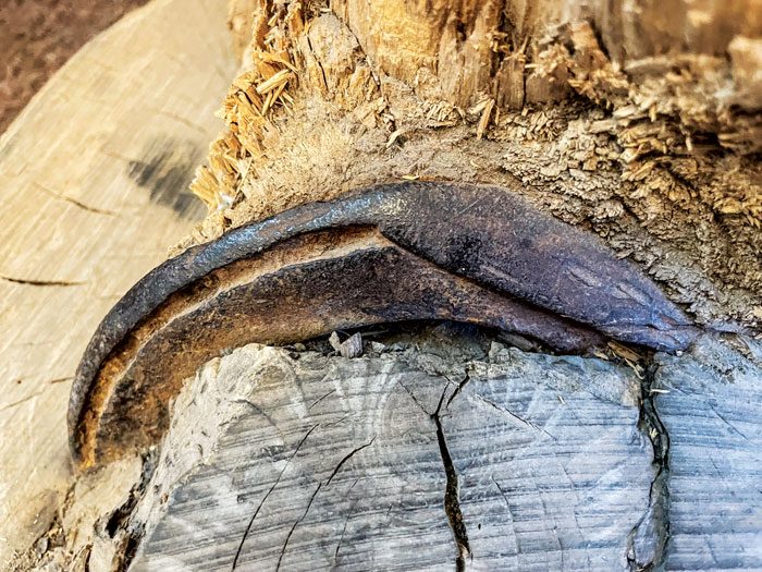 Phoenix Shoe Rises from a Stump