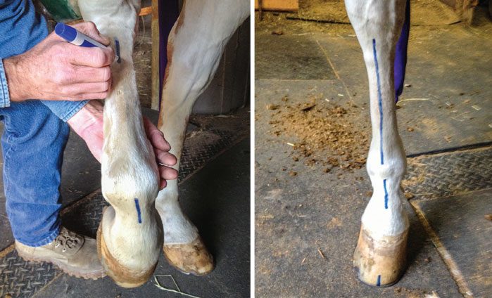 How to Evaluate Medial-Lateral Balance of a Horse’s Hoof