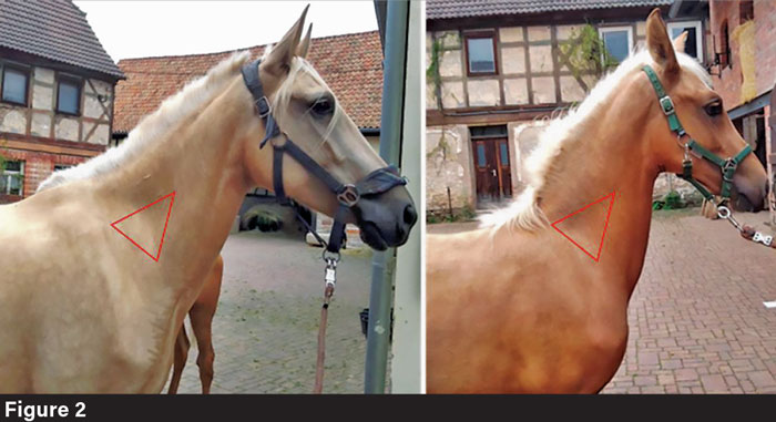 What is the Horse’s Thoracic Sling?