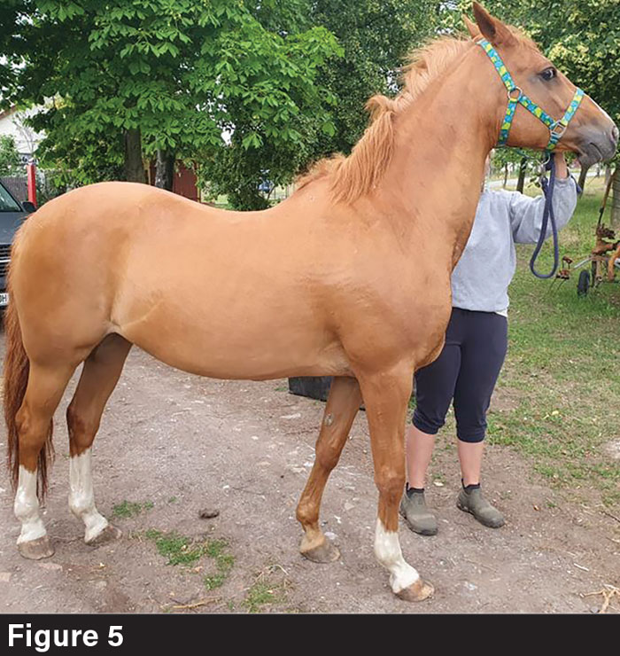 What is the Horse’s Thoracic Sling?