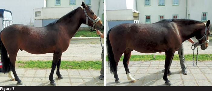 What is the Horse’s Thoracic Sling?