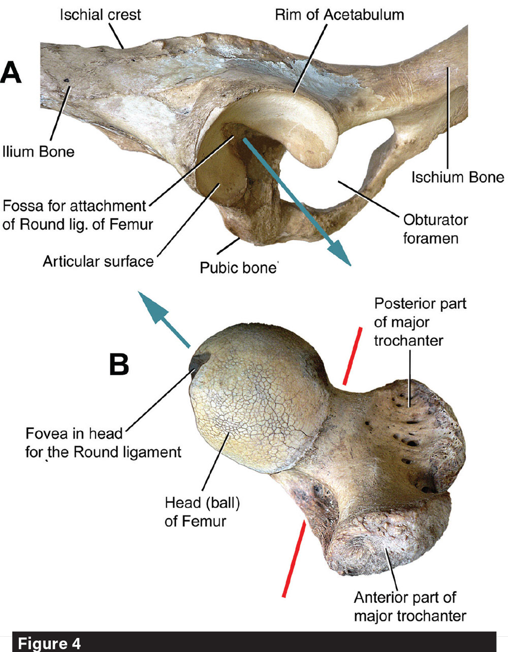 How Straightness Affects the Equine Hoof