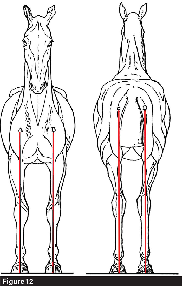 Horse Anatomy Front View