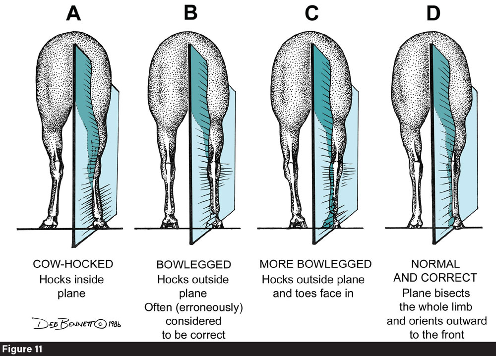 How Straightness Affects the Equine Hoof