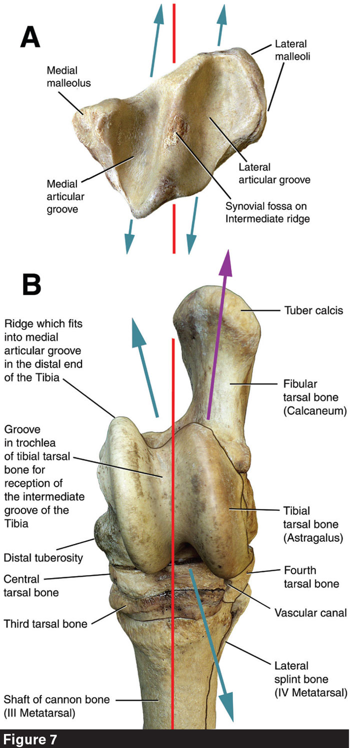 How Straightness Affects the Equine Hoof