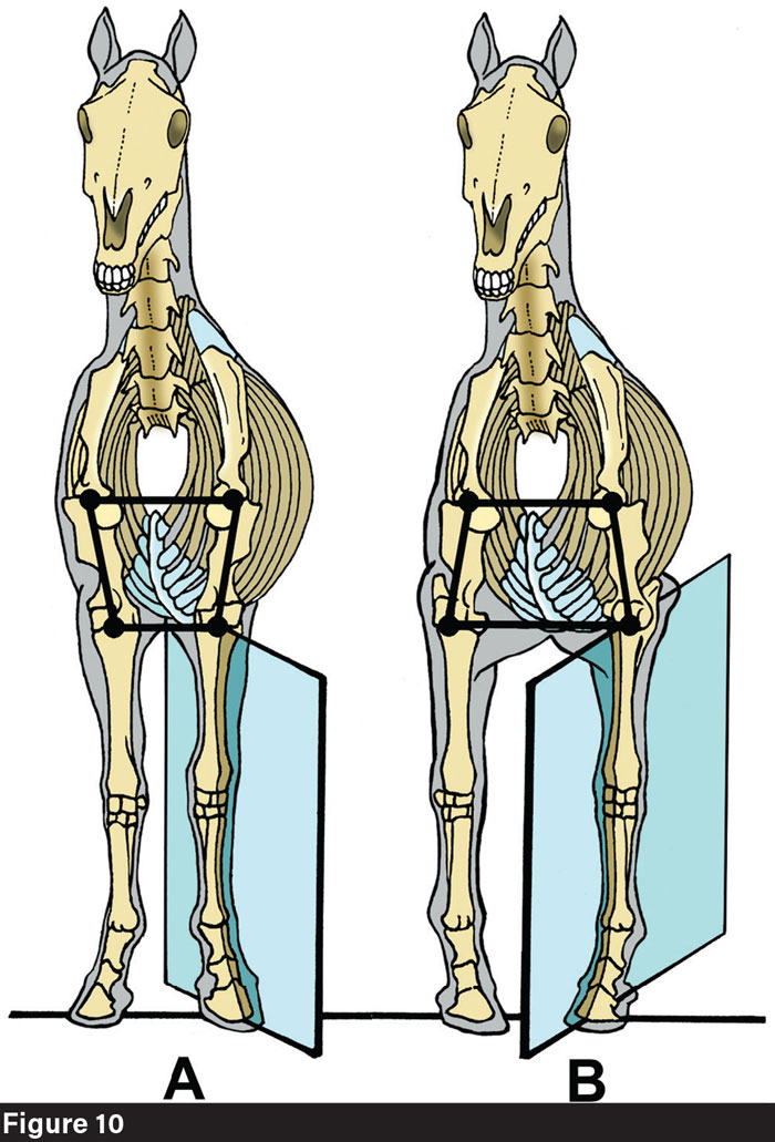 How Straightness Affects the Equine Hoof