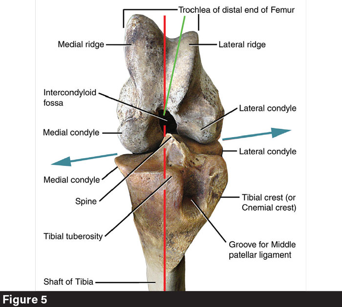 How Straightness Affects the Equine Hoof