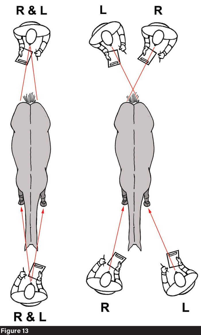 How Straightness Affects the Equine Hoof