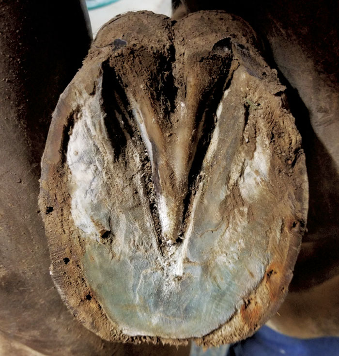 Putting a Stop to Equine Thrush