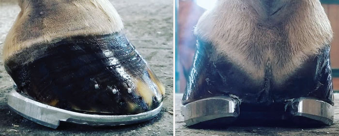 Teamwork is Critical in Equine Ringbone Cases