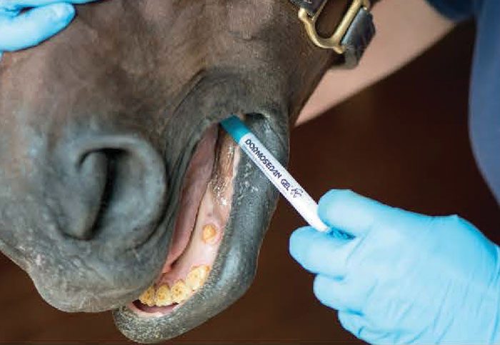 Sedating Horses Correctly for Hoof Care