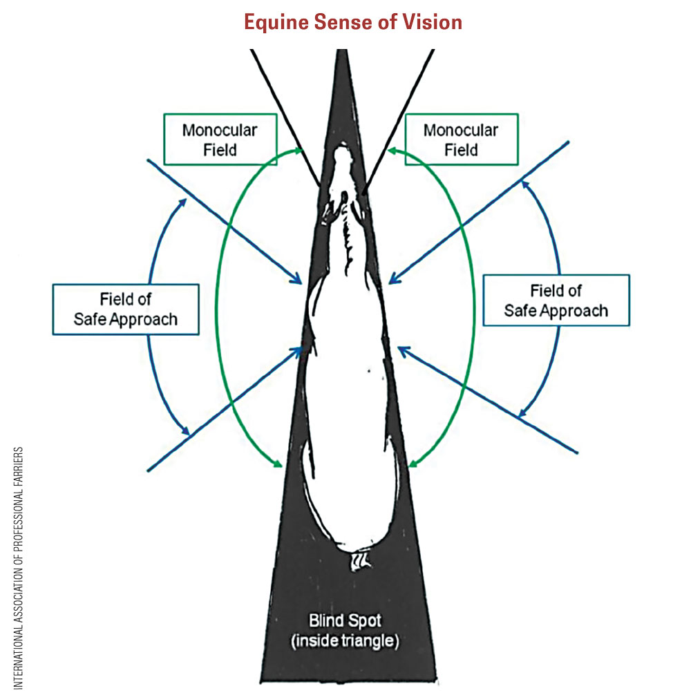 How Understanding Equine Behavior Keeps You Safe