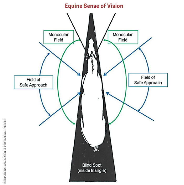 How Understanding Equine Behavior Keeps You Safe